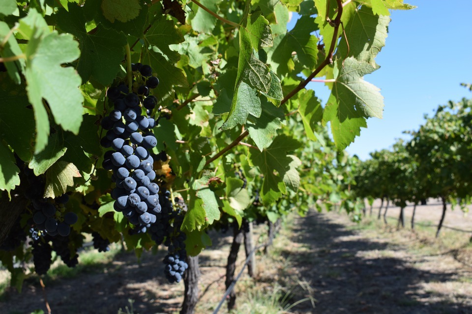 Restdown – Organic Winery, Beef and Wetland